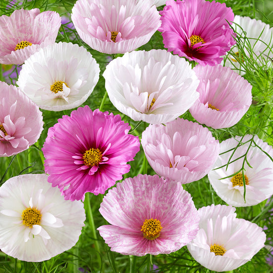 Cupcake Blush Cosmos – ZinniaSeeds.com