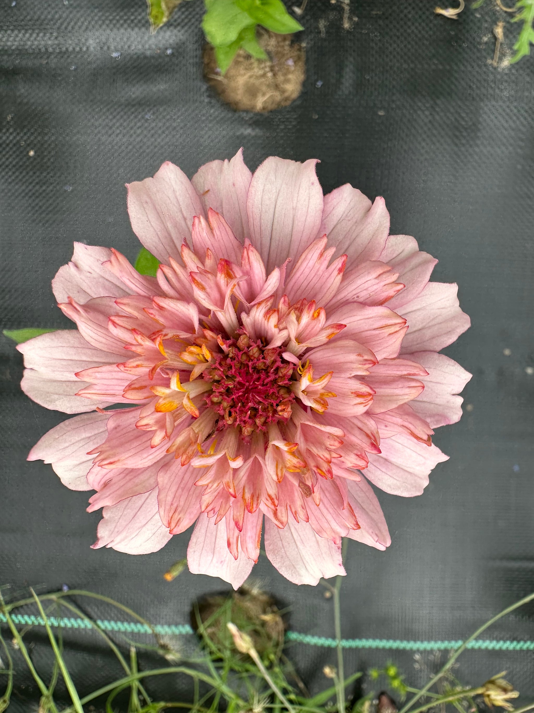 Pastel Tufted Zinnia Seeds – ZinniaSeeds.com