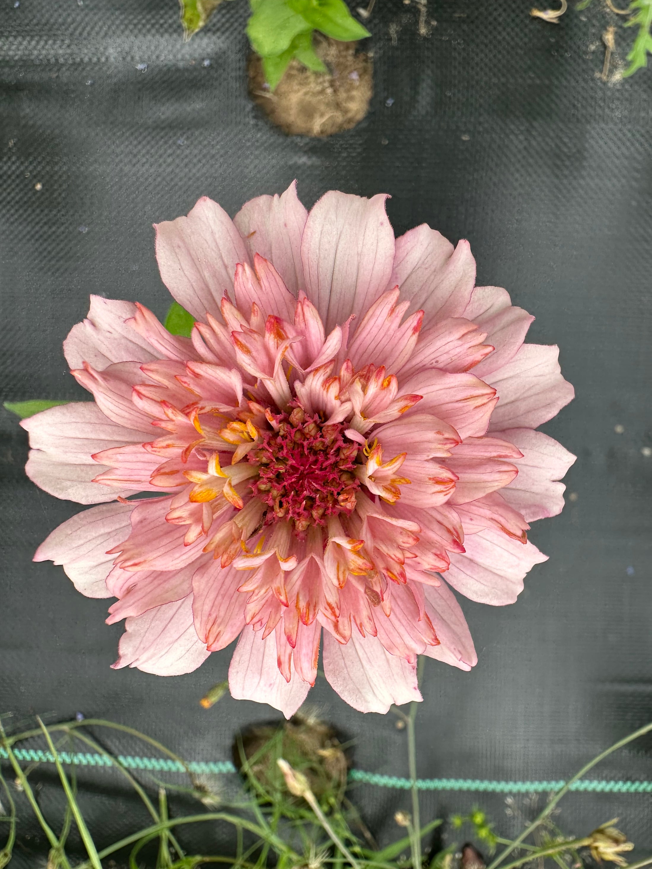 Pastel Tufted Zinnia Seeds – ZinniaSeeds.com