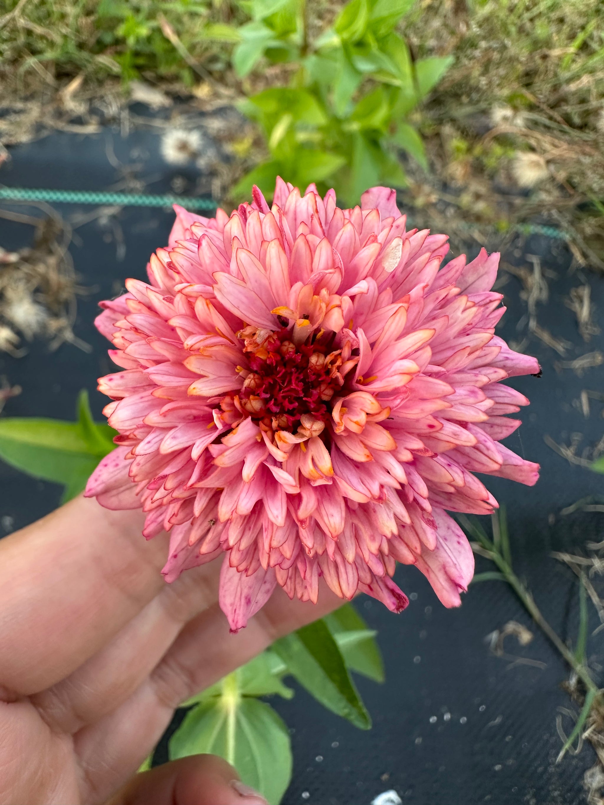 Pastel Tufted Zinnia Seeds – ZinniaSeeds.com
