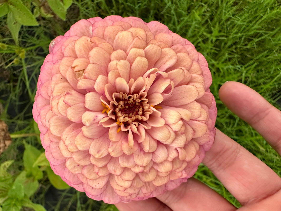 Zinnia Seeds – ZinniaSeeds.com
