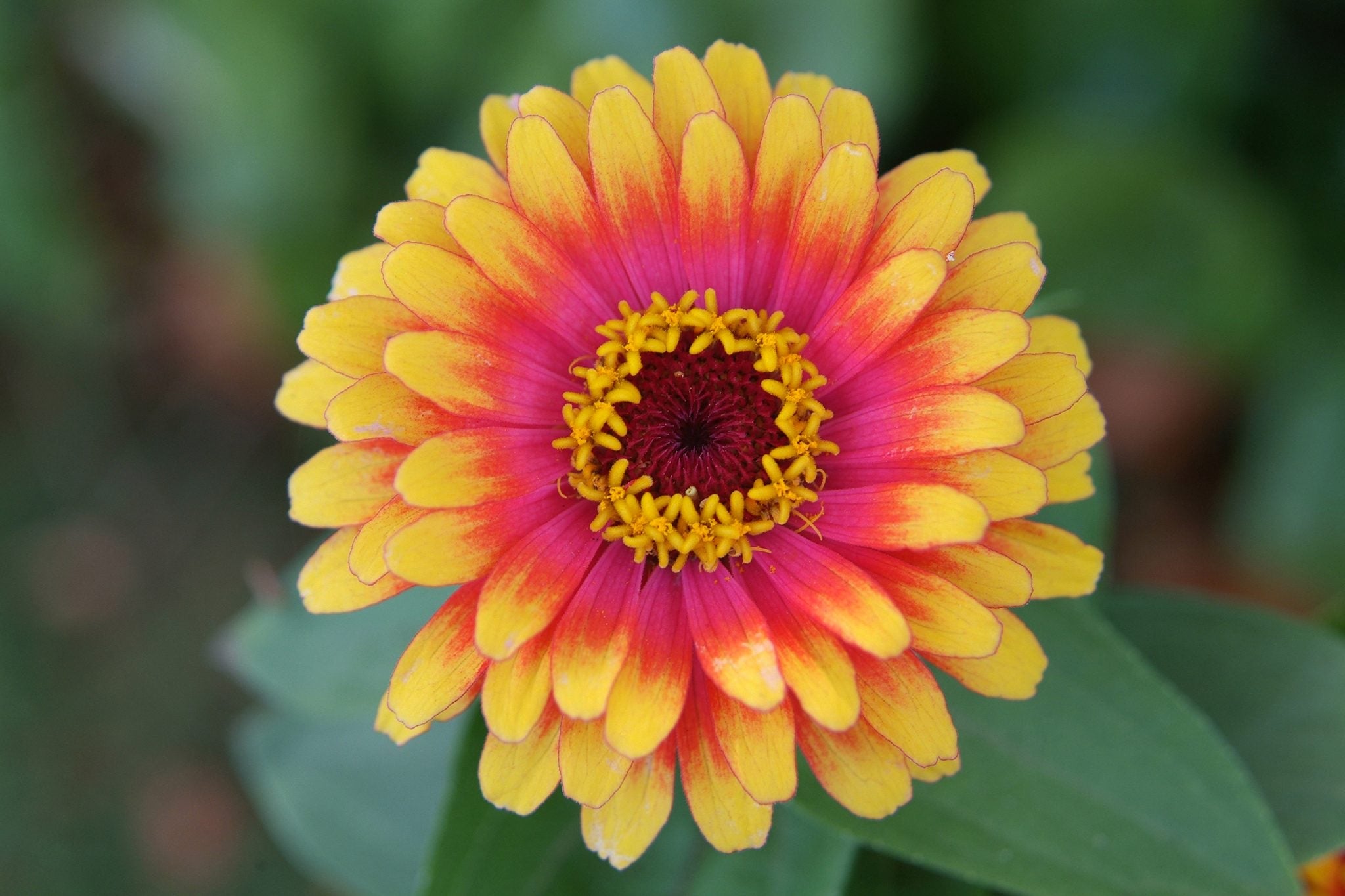Sombrero Zinnia – ZinniaSeeds.com