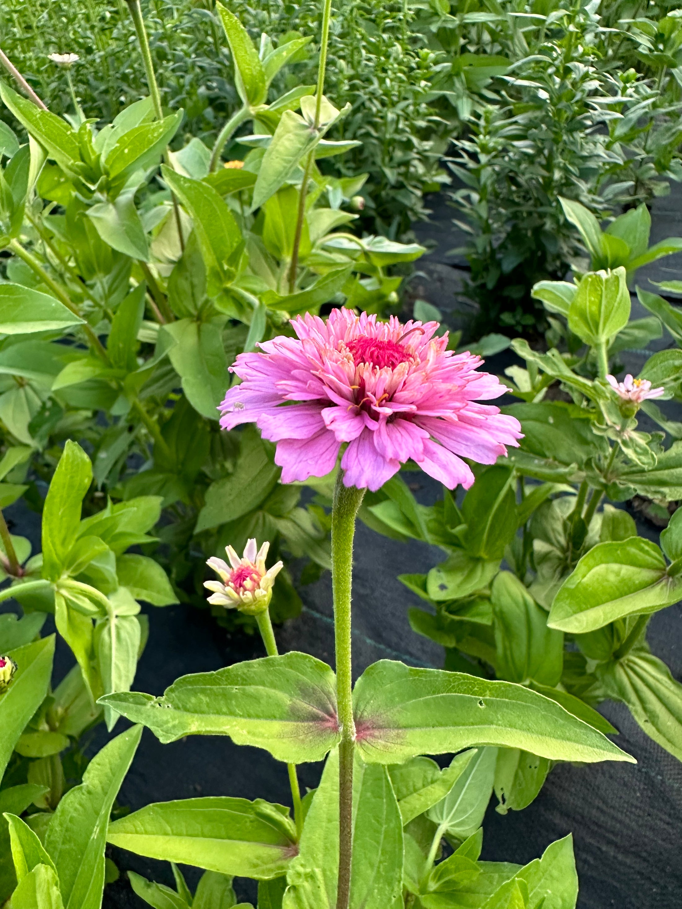Pastel Tufted Zinnia Seeds – ZinniaSeeds.com