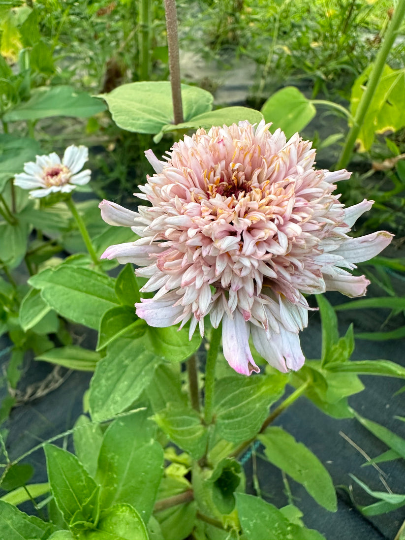 Pastel Tufted Zinnia Seeds – ZinniaSeeds.com