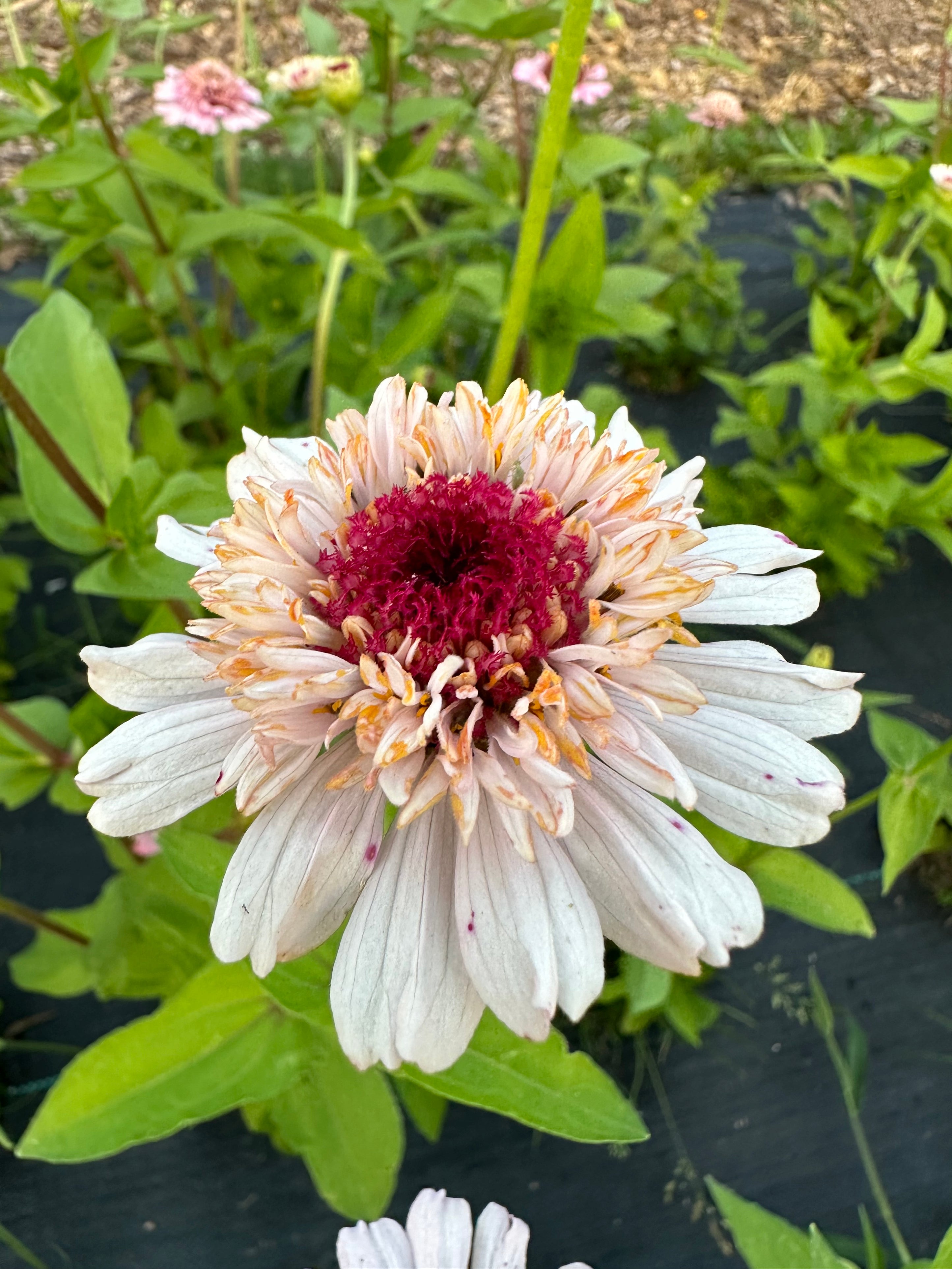 Pastel Tufted Zinnia Seeds – ZinniaSeeds.com