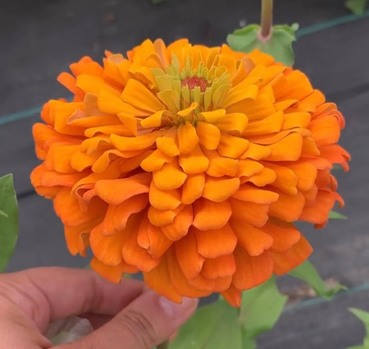 Zinnia Seeds – ZinniaSeeds.com