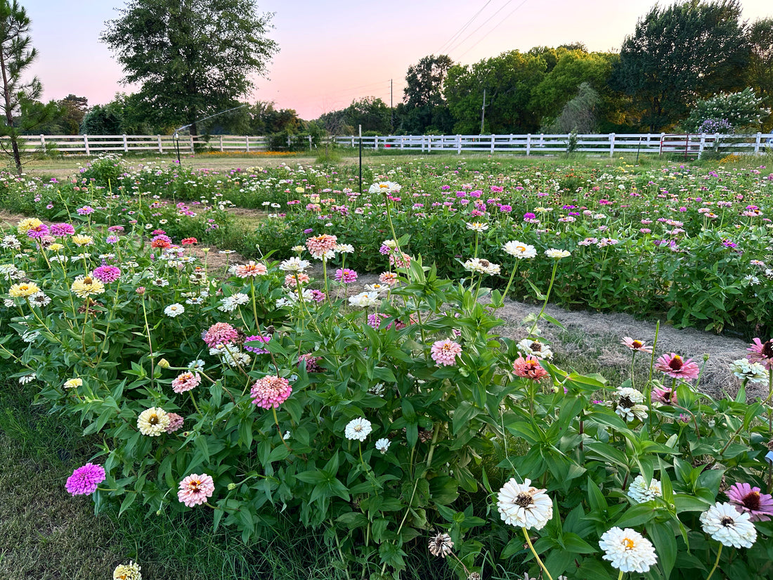White Pastel Exposed Breeder’s Pack Zinnia Seeds – ZinniaSeeds.com
